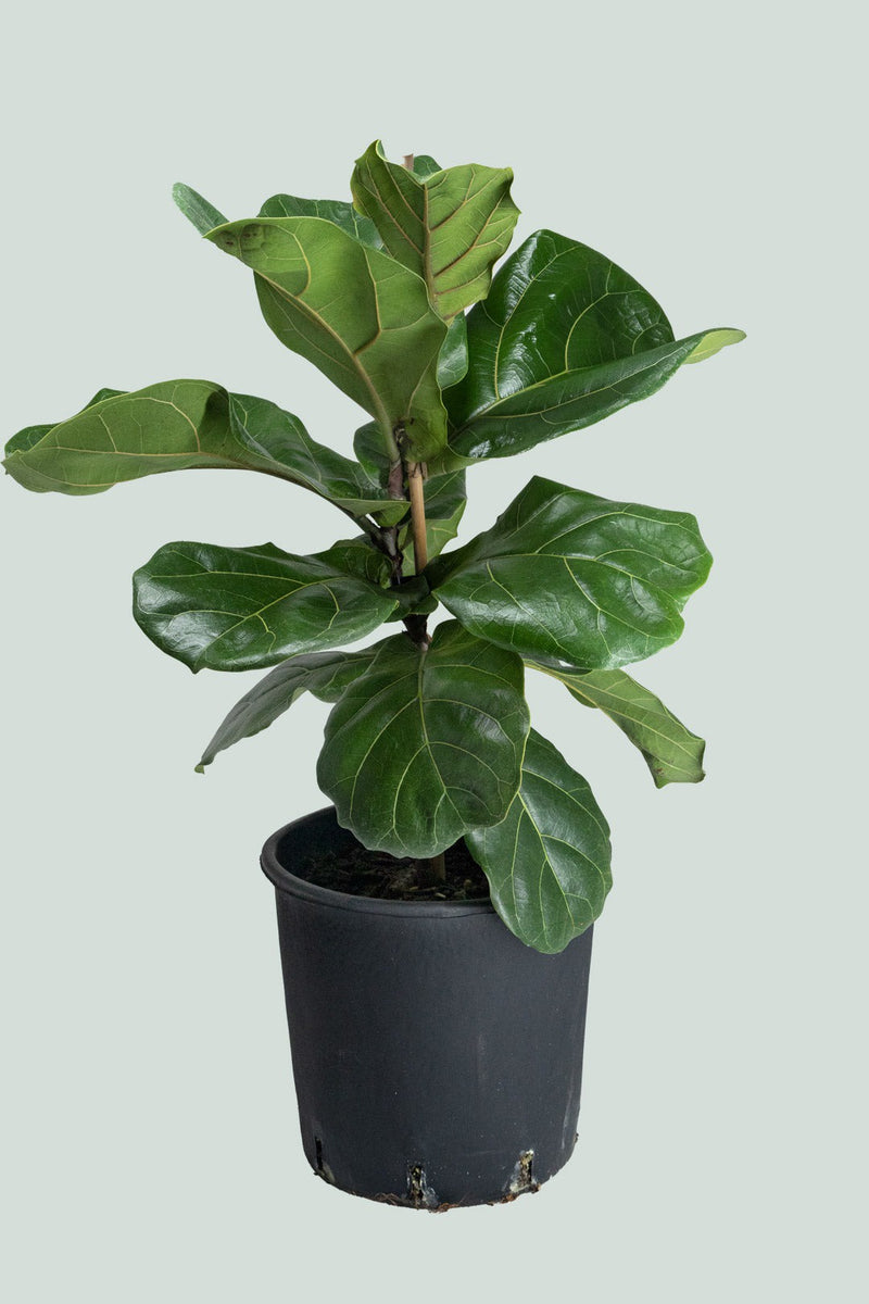 Ficus Lyrata (Fiddle Leaf) 25cm – Spacecraft Creative