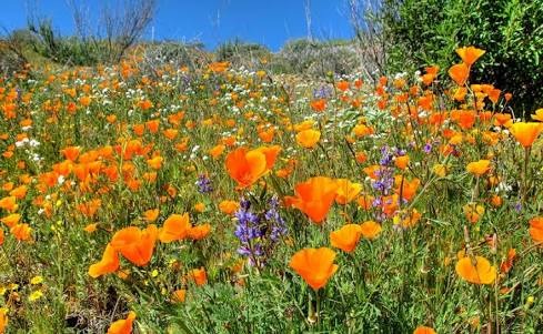 NZ Seed Bombs - Edible Flowers – Spacecraft Creative